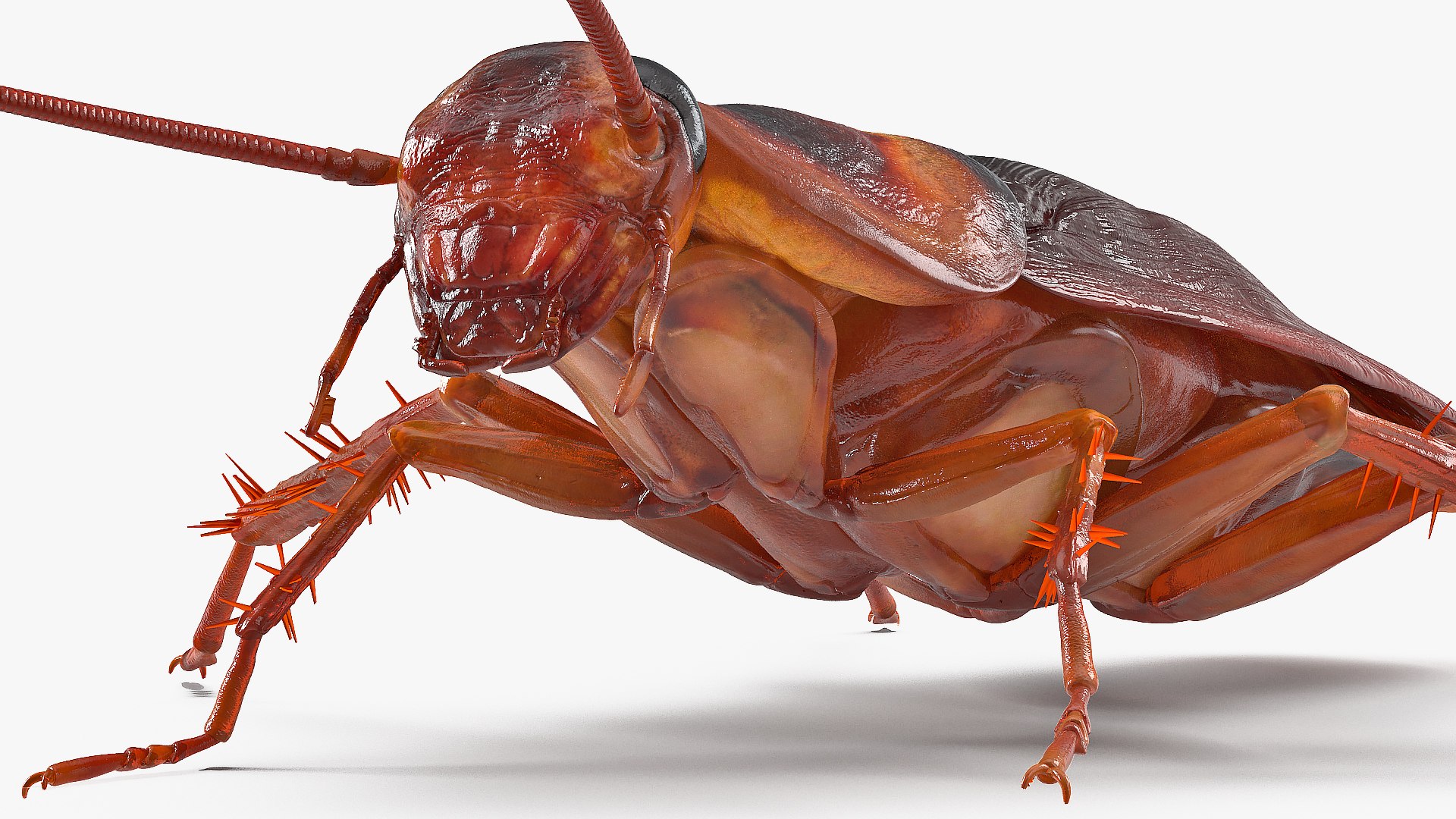 3D Animated Cockroach Running Rigged For Maya Model - TurboSquid 2102989