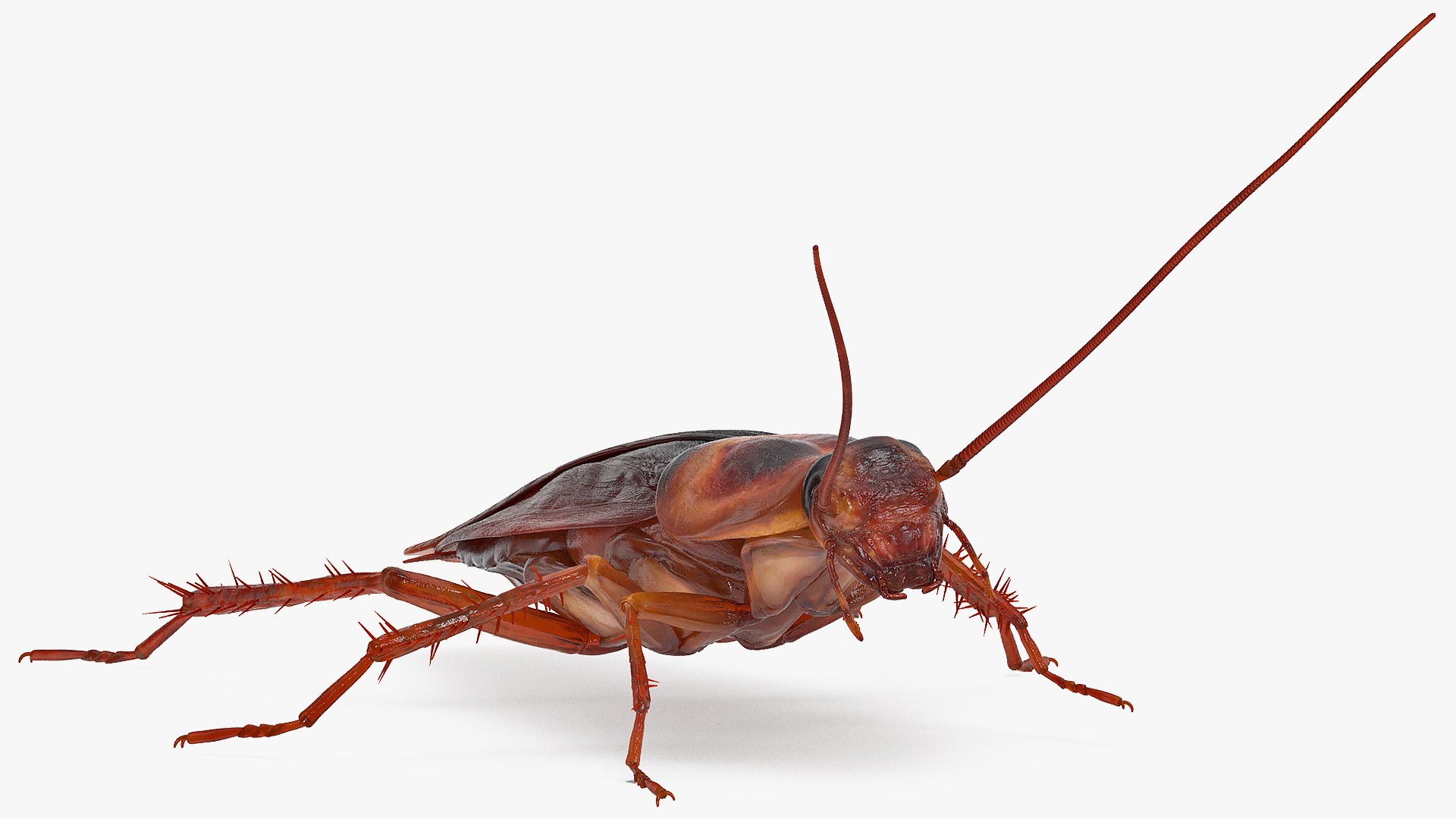 3D Animated Cockroach Running Rigged For Maya Model - TurboSquid 2102989