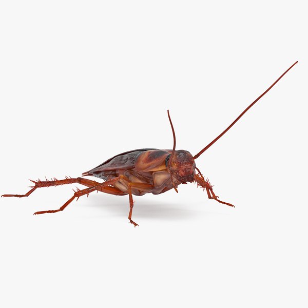 modelo 3d Cucaracha animada corriendo preparada para Maya - TurboSquid ...