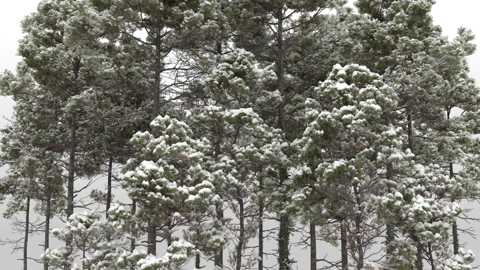 3D Pine Trees - TurboSquid 1628108