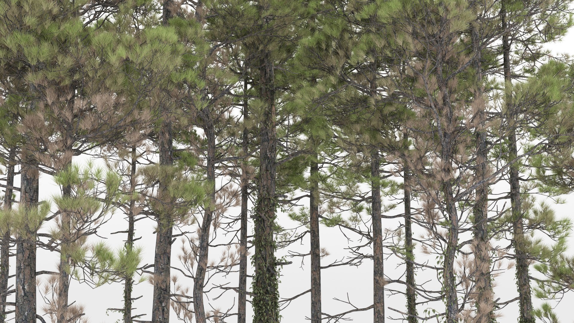 3D Pine Trees - TurboSquid 1628108