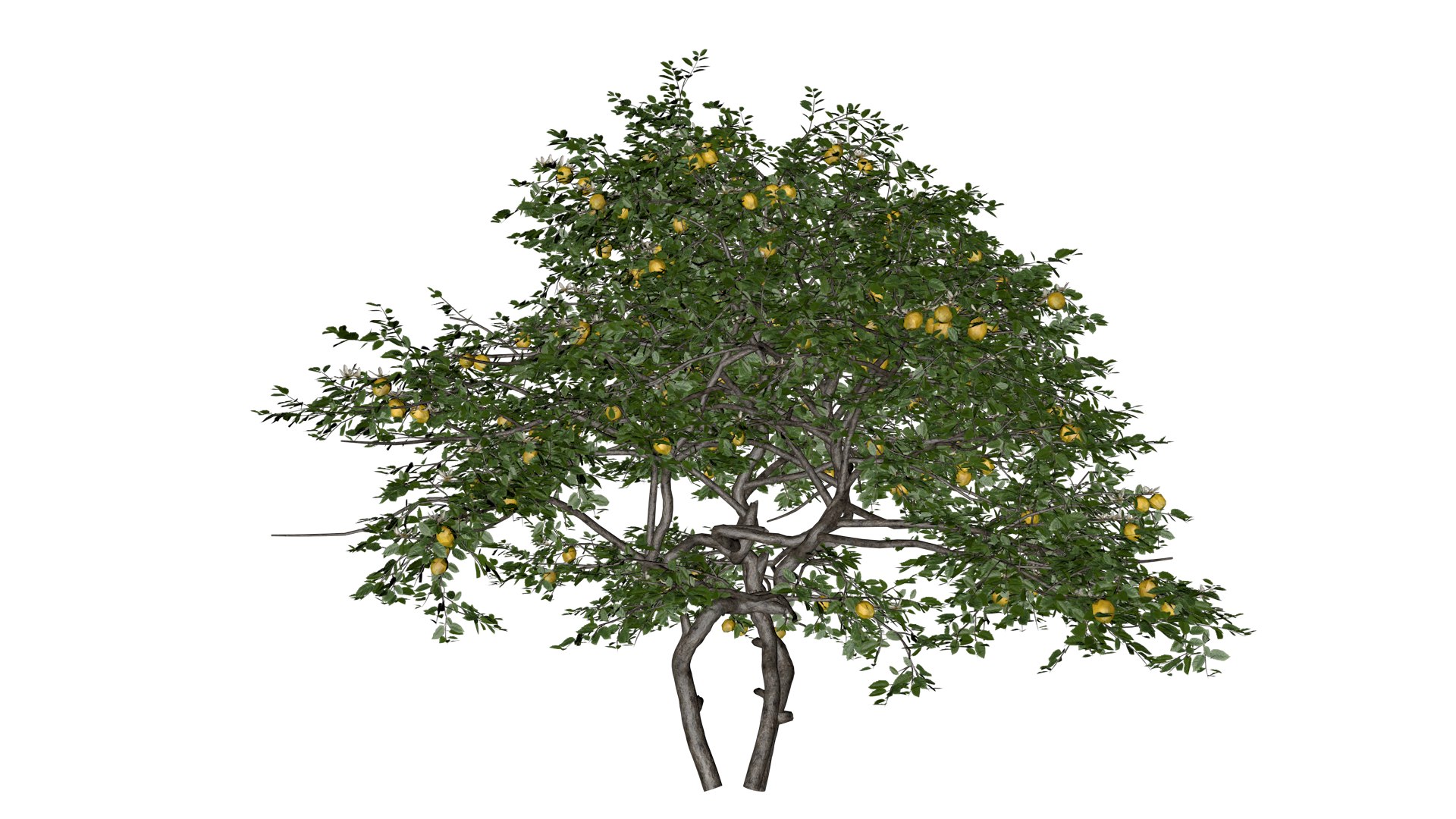 3D Model Lemon Tree - 04 - - TurboSquid 2376778