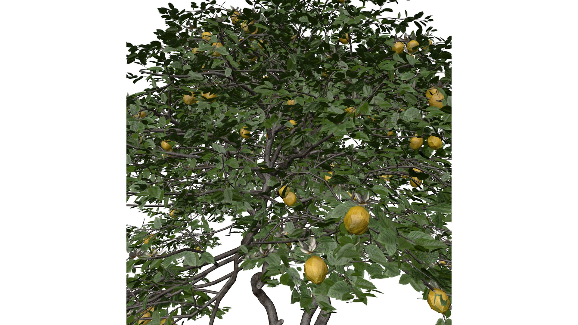 3D Model Lemon Tree - 04 - - TurboSquid 2376778