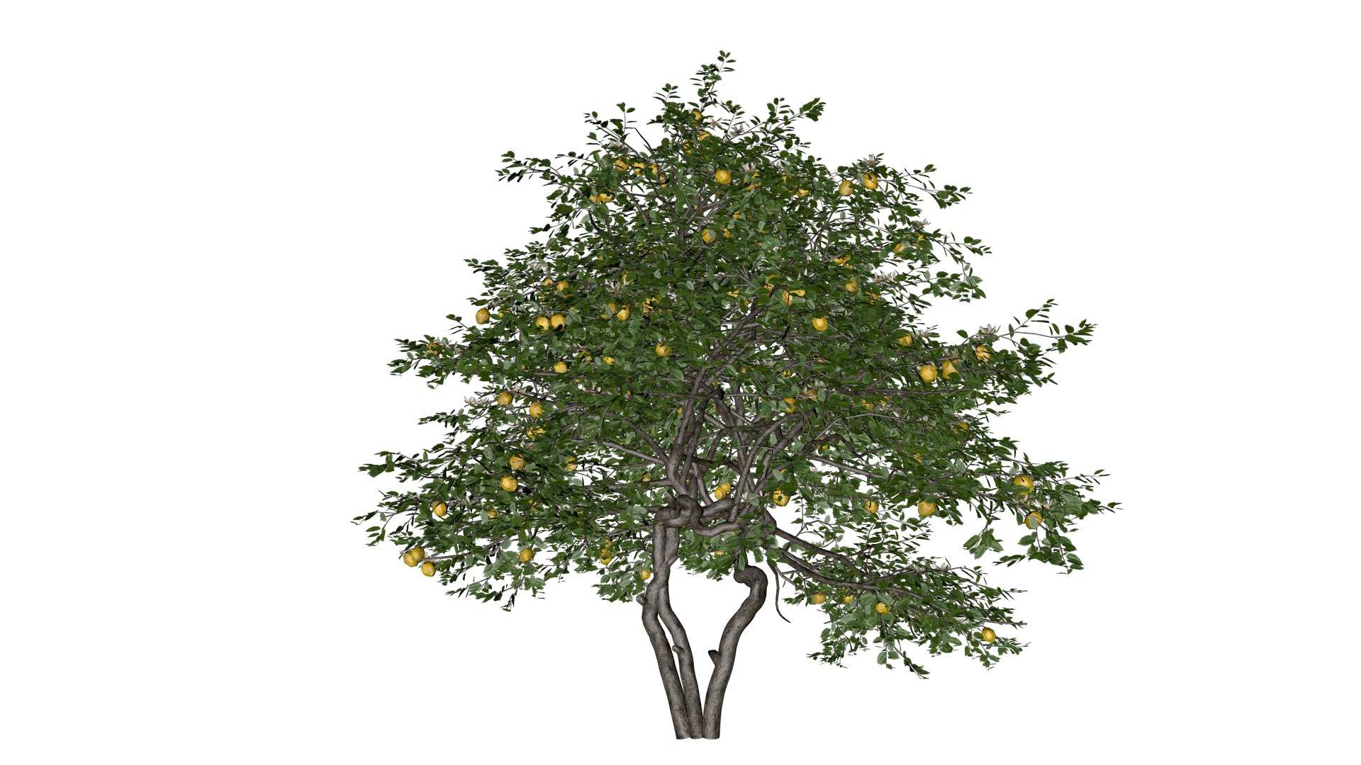 3D Model Lemon Tree - 04 - - TurboSquid 2376778