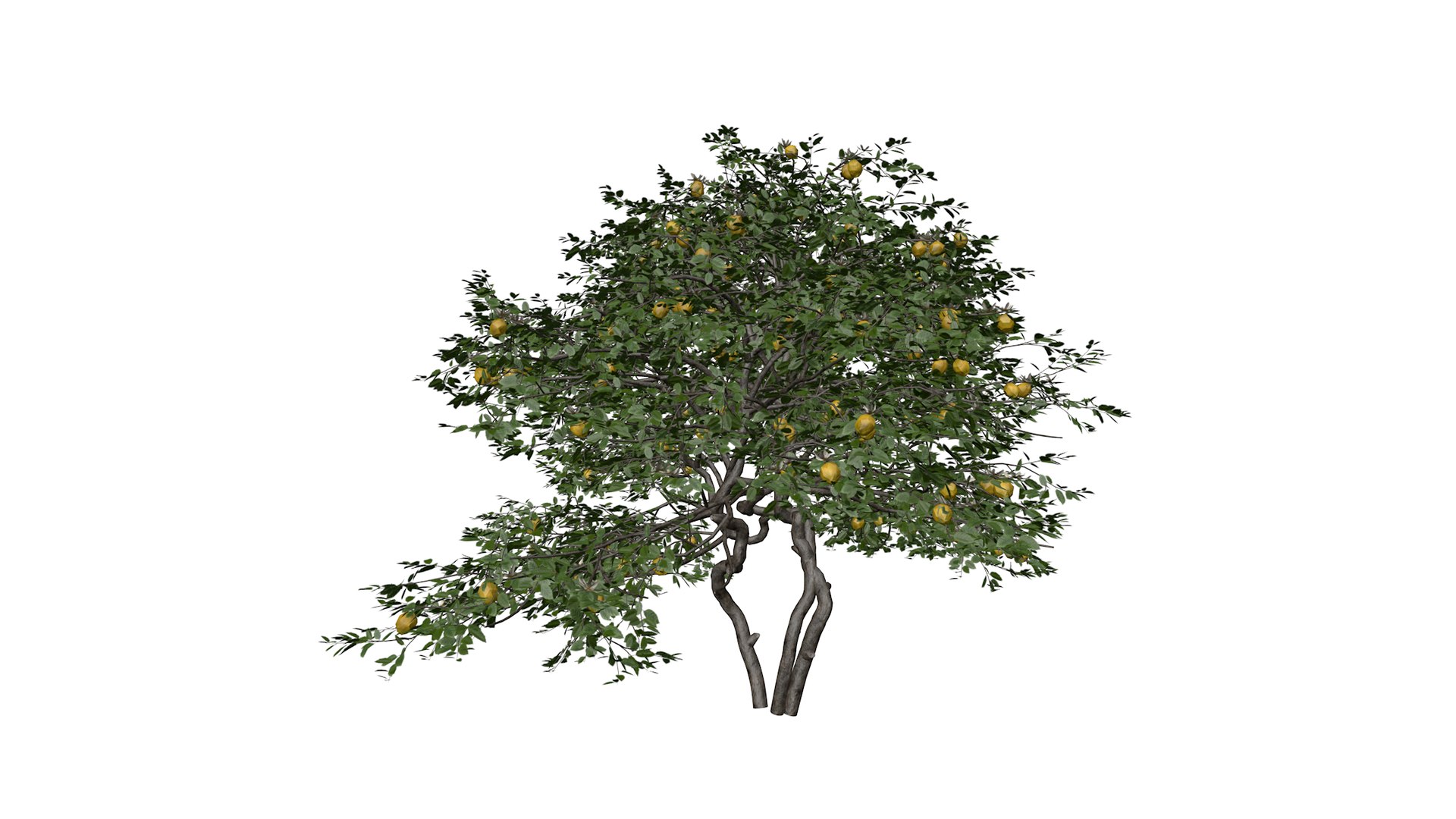 3D Model Lemon Tree - 04 - - TurboSquid 2376778