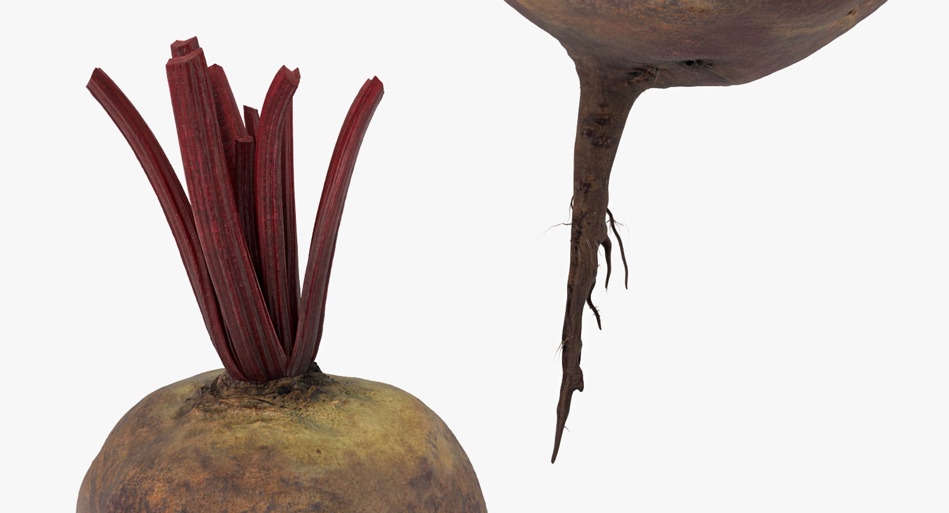 3D beetroot realistic model - TurboSquid 1218128