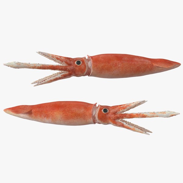 3D Squid Models | TurboSquid