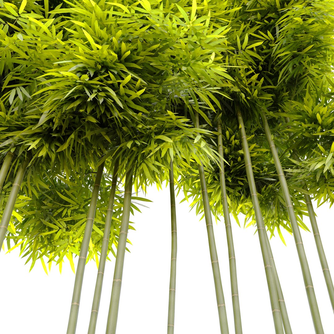 3D Model Bamboo Plant 2 - TurboSquid 1956702