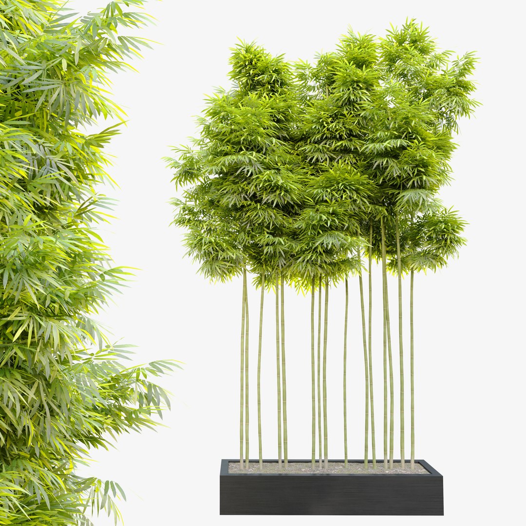 3D Model Bamboo Plant 2 - TurboSquid 1956702