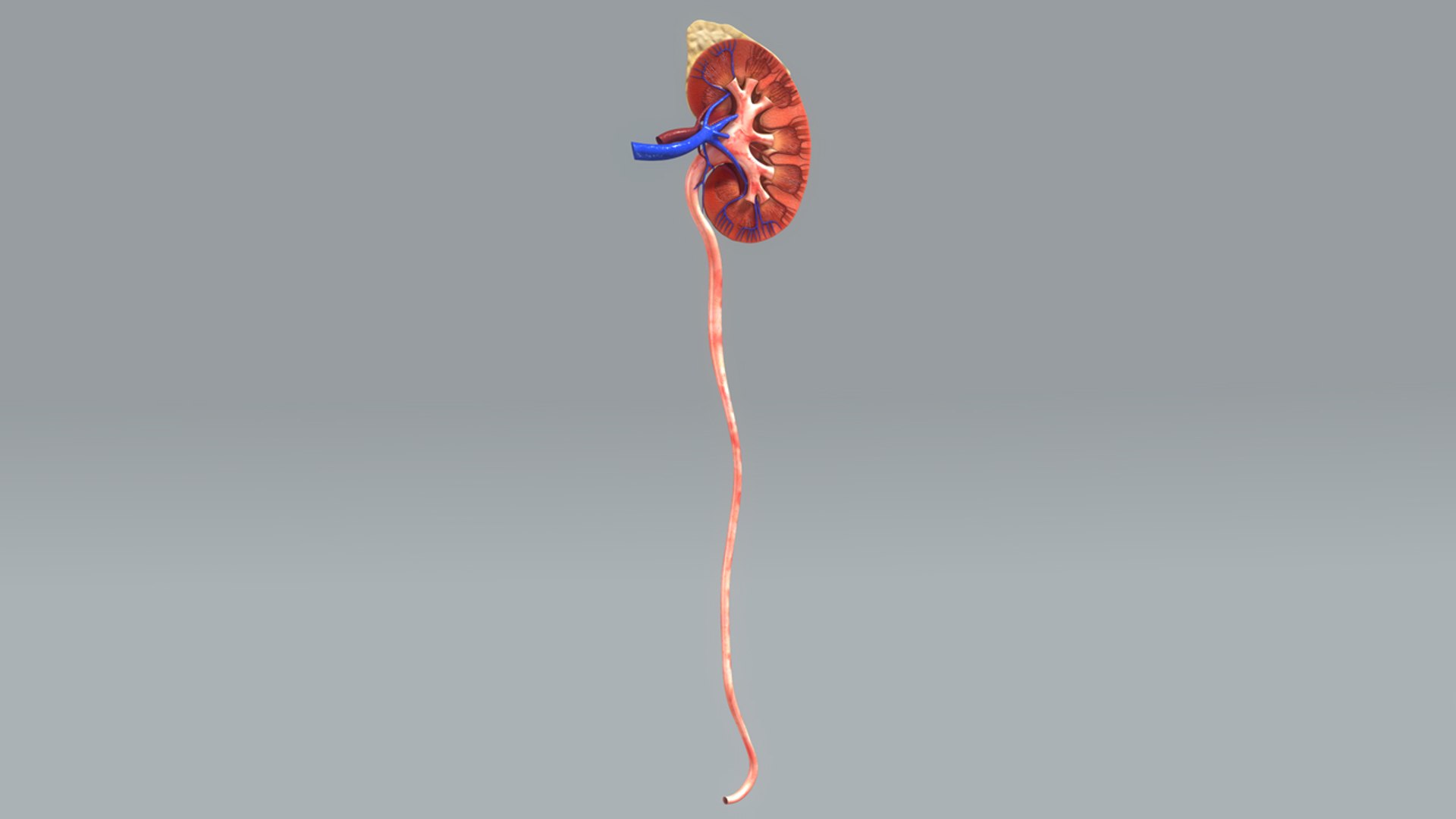 3d Model Of Kidney Anatomy
