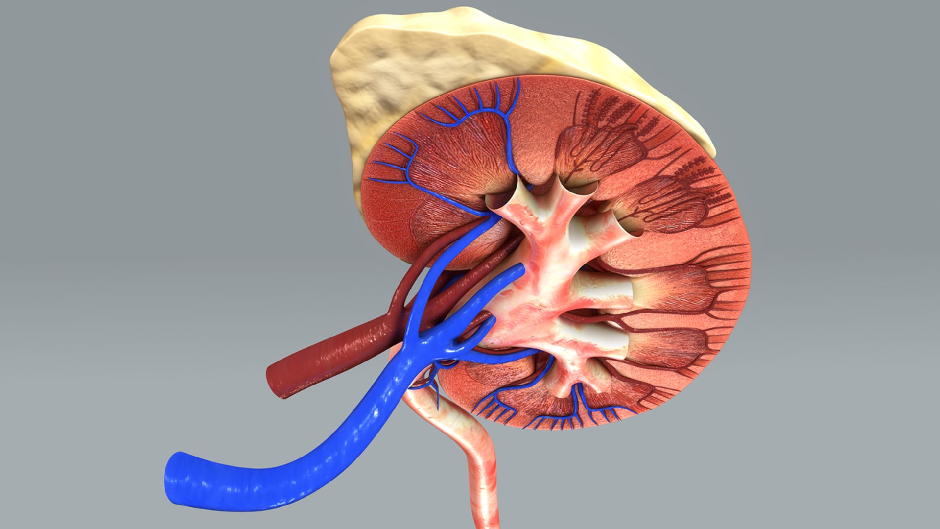 3d Model Of Kidney Anatomy