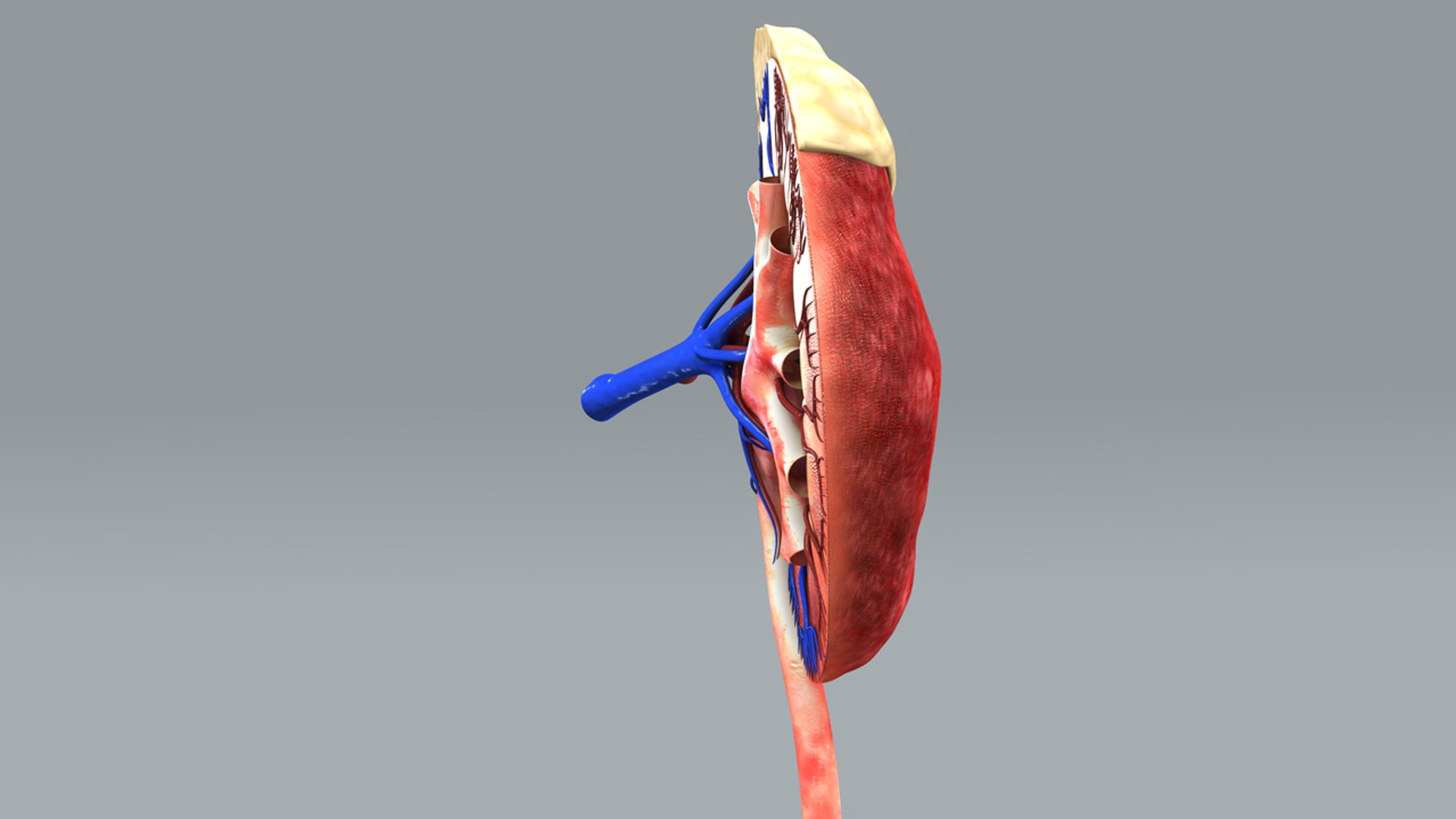 3d Model Of Kidney Anatomy
