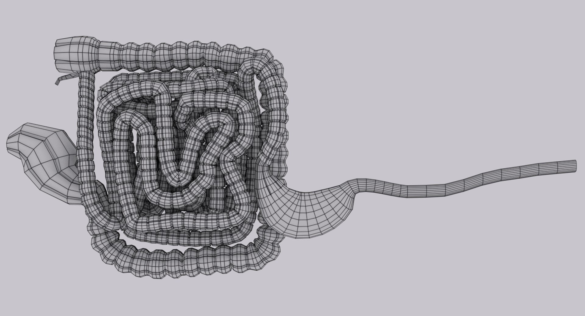 Digestive Intestinal Model - TurboSquid 1359690