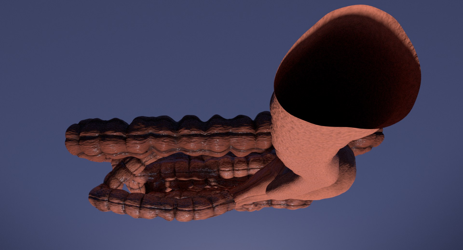 Digestive Intestinal Model - TurboSquid 1359690