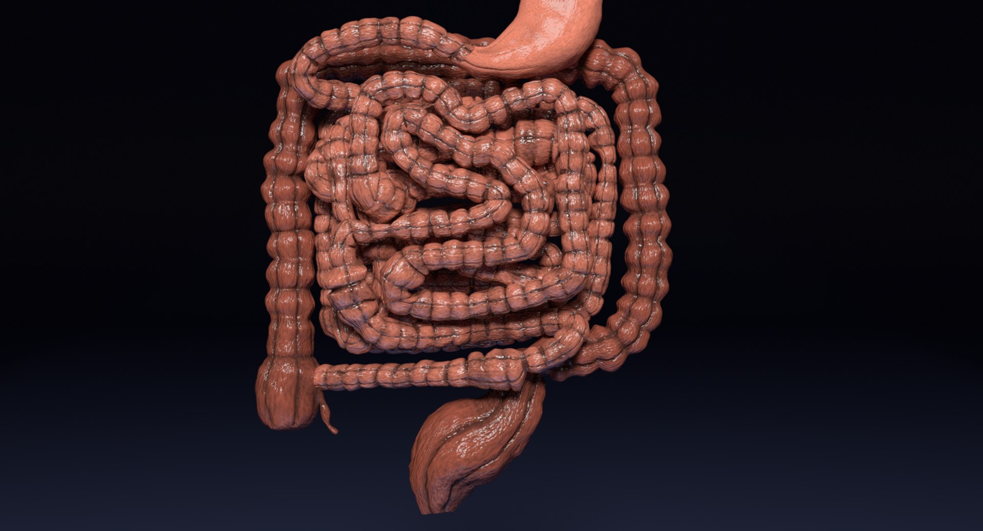 Digestive Intestinal Model - TurboSquid 1359690