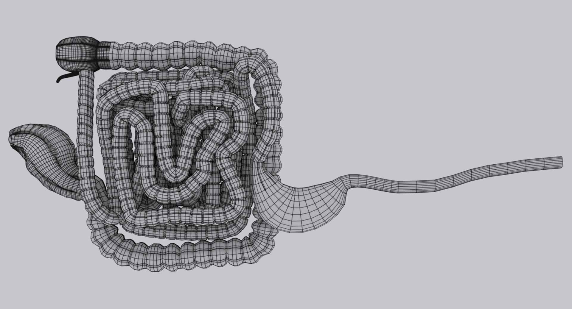 Digestive Intestinal Model - TurboSquid 1359690