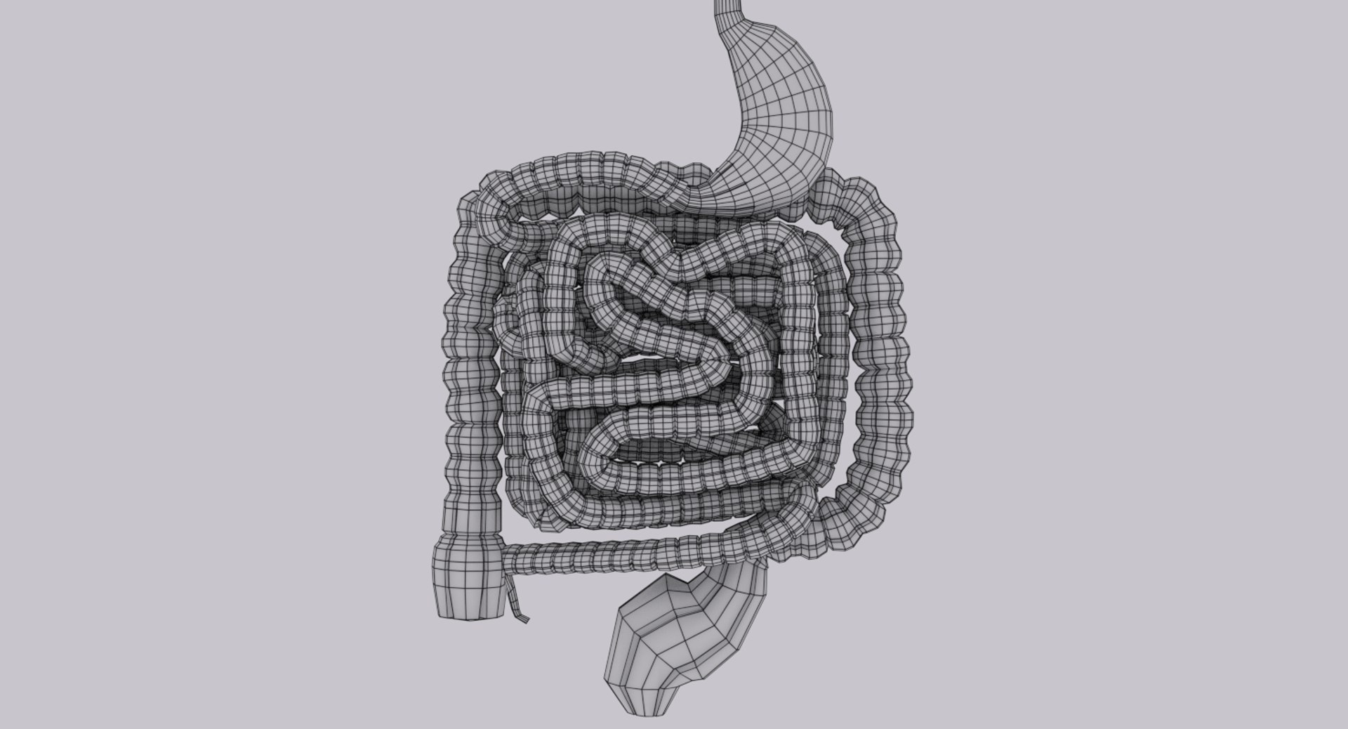 Digestive Intestinal Model - TurboSquid 1359690
