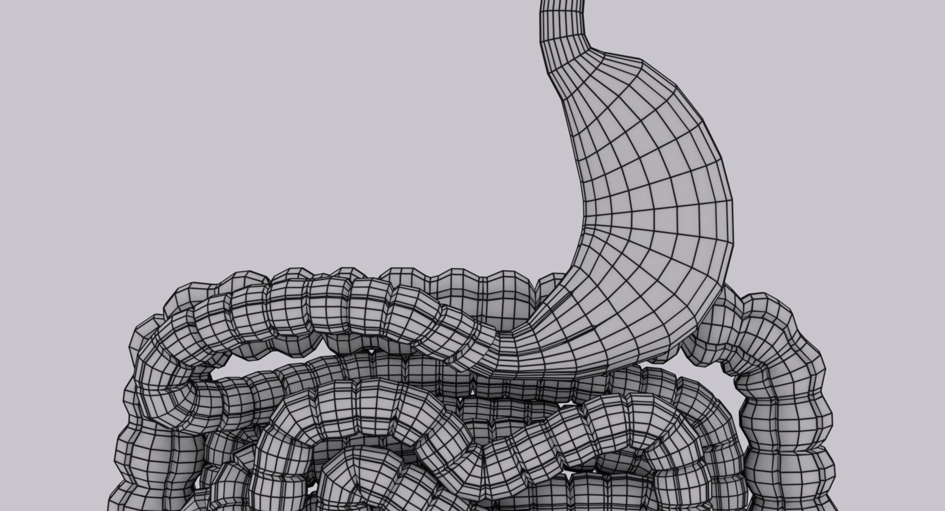 Digestive Intestinal Model - TurboSquid 1359690