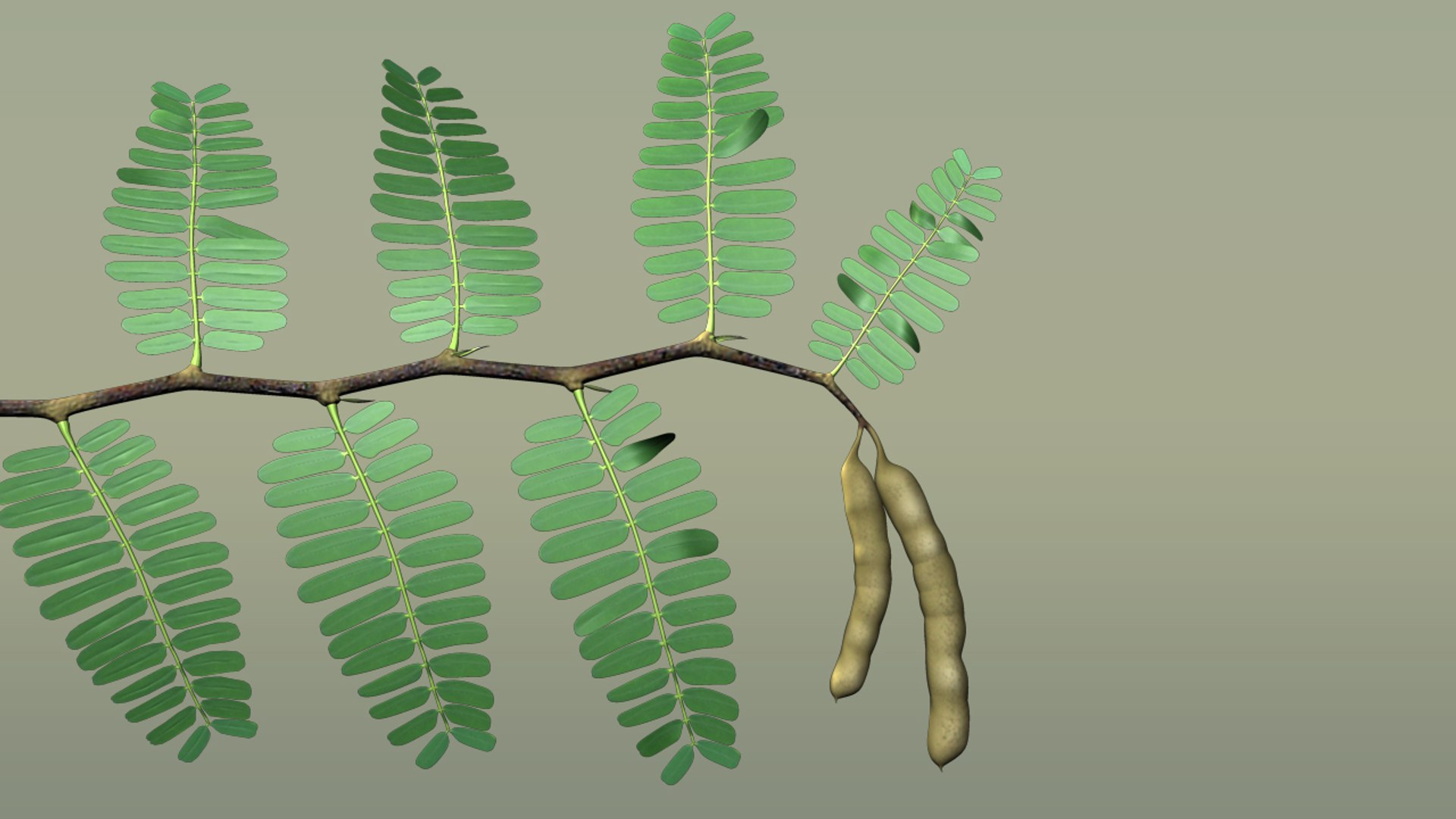 3d Model Tamarindus Tree Tropical