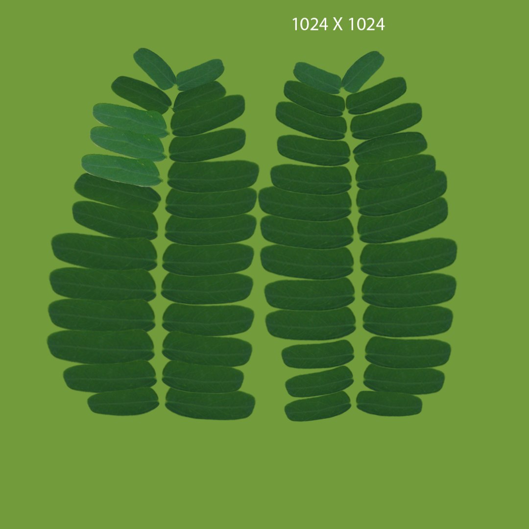 3d Model Tamarindus Tree Tropical