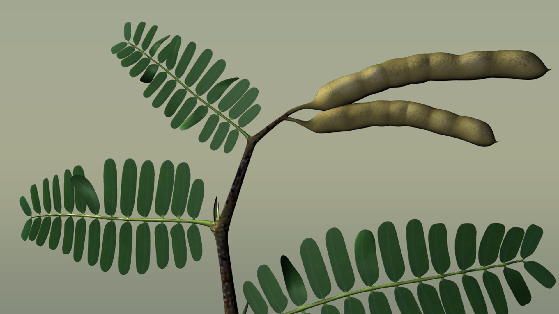 3d Model Tamarindus Tree Tropical