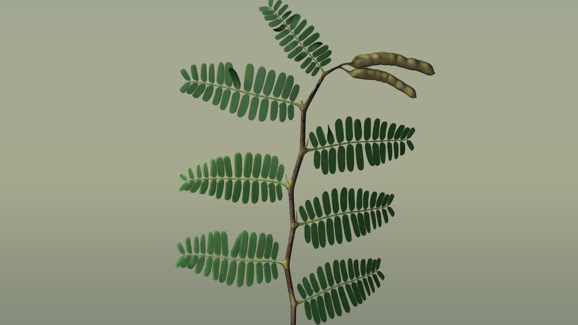 3d Model Tamarindus Tree Tropical