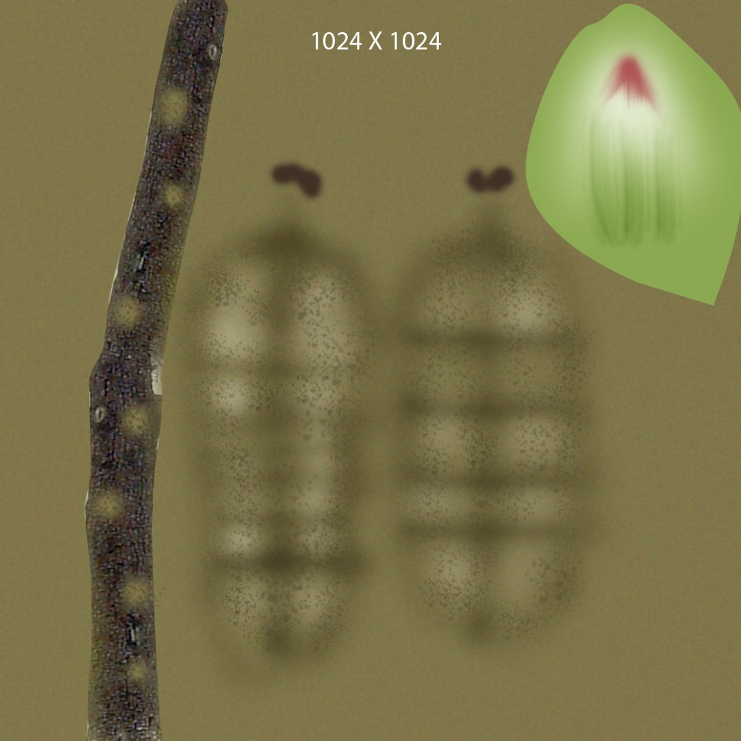 3d Model Tamarindus Tree Tropical