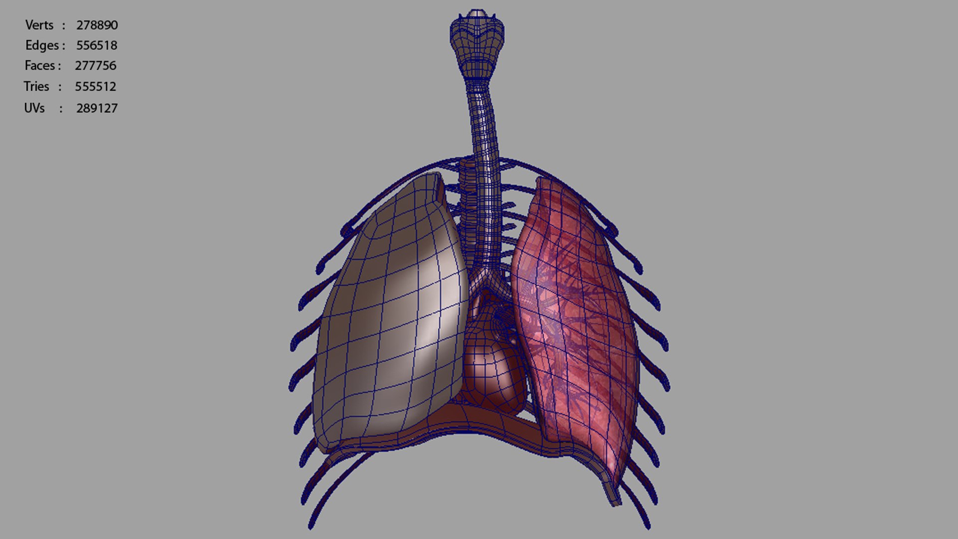 Human Respiratory Obj