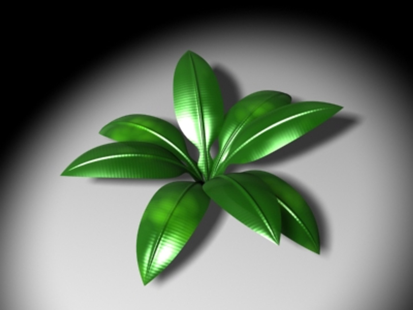 maya plant leaves