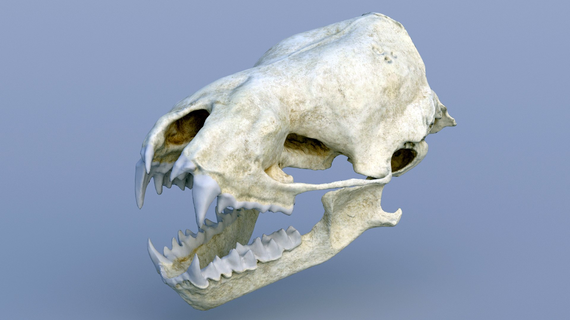 Bat skull 3D model - TurboSquid 2175987