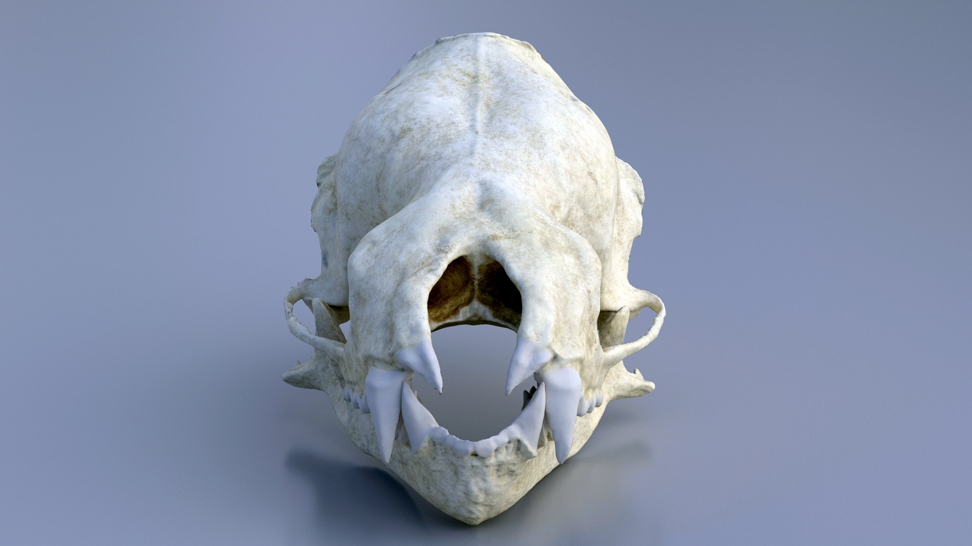 Bat skull 3D model - TurboSquid 2175987