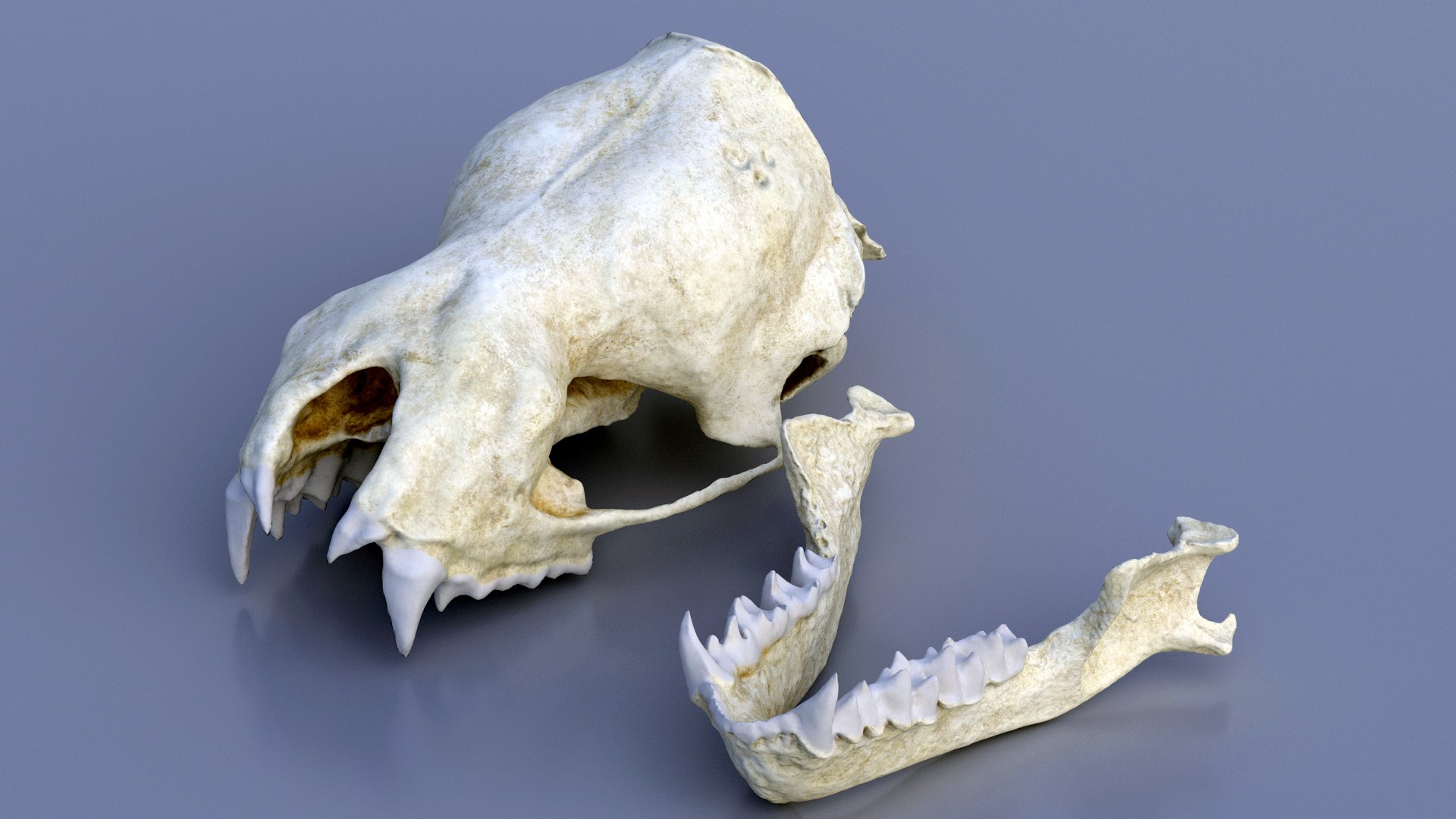 Bat skull 3D model - TurboSquid 2175987