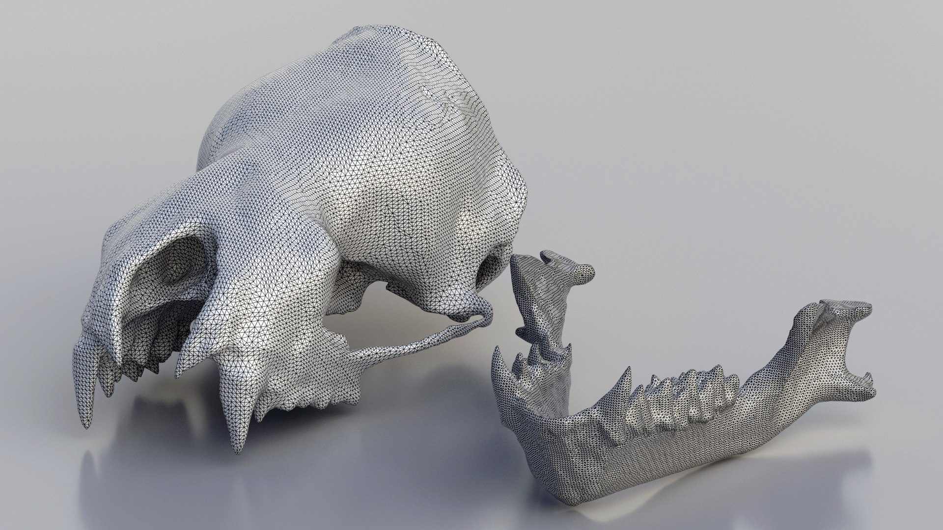 Bat skull 3D model - TurboSquid 2175987