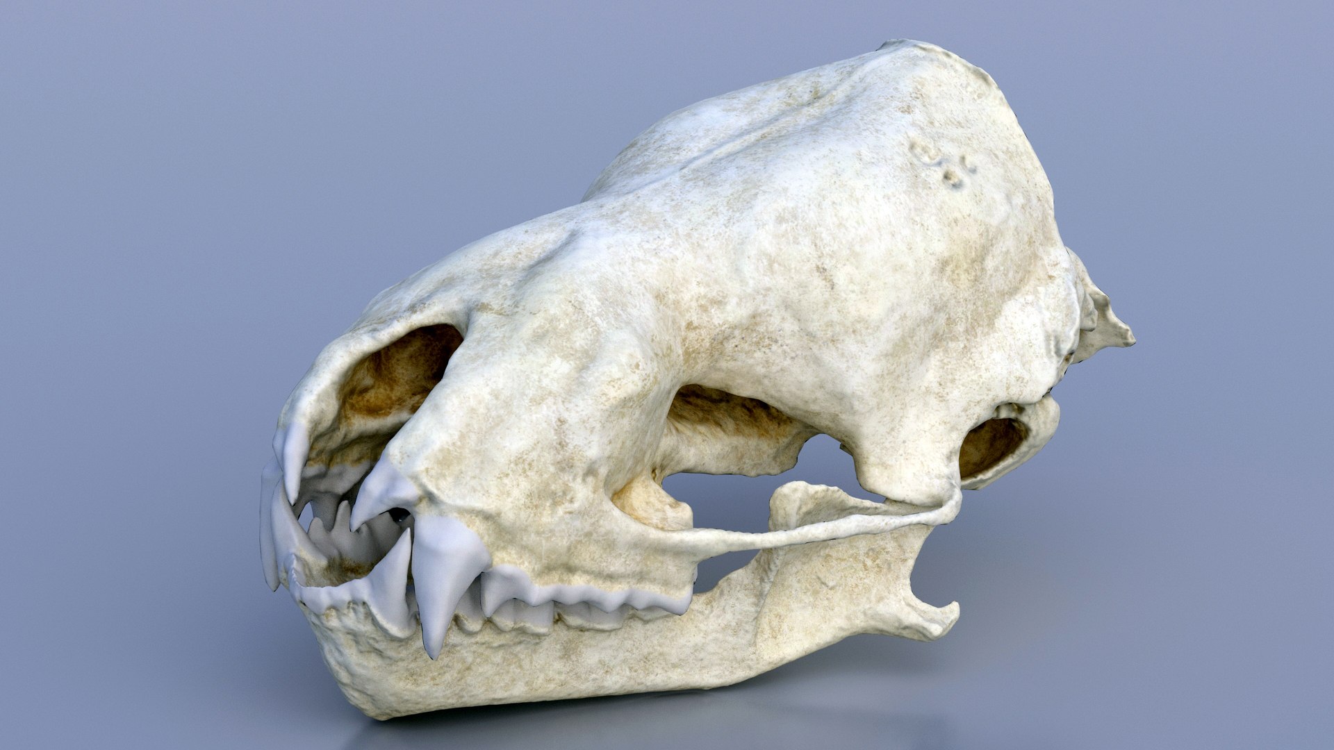 Bat skull 3D model - TurboSquid 2175987