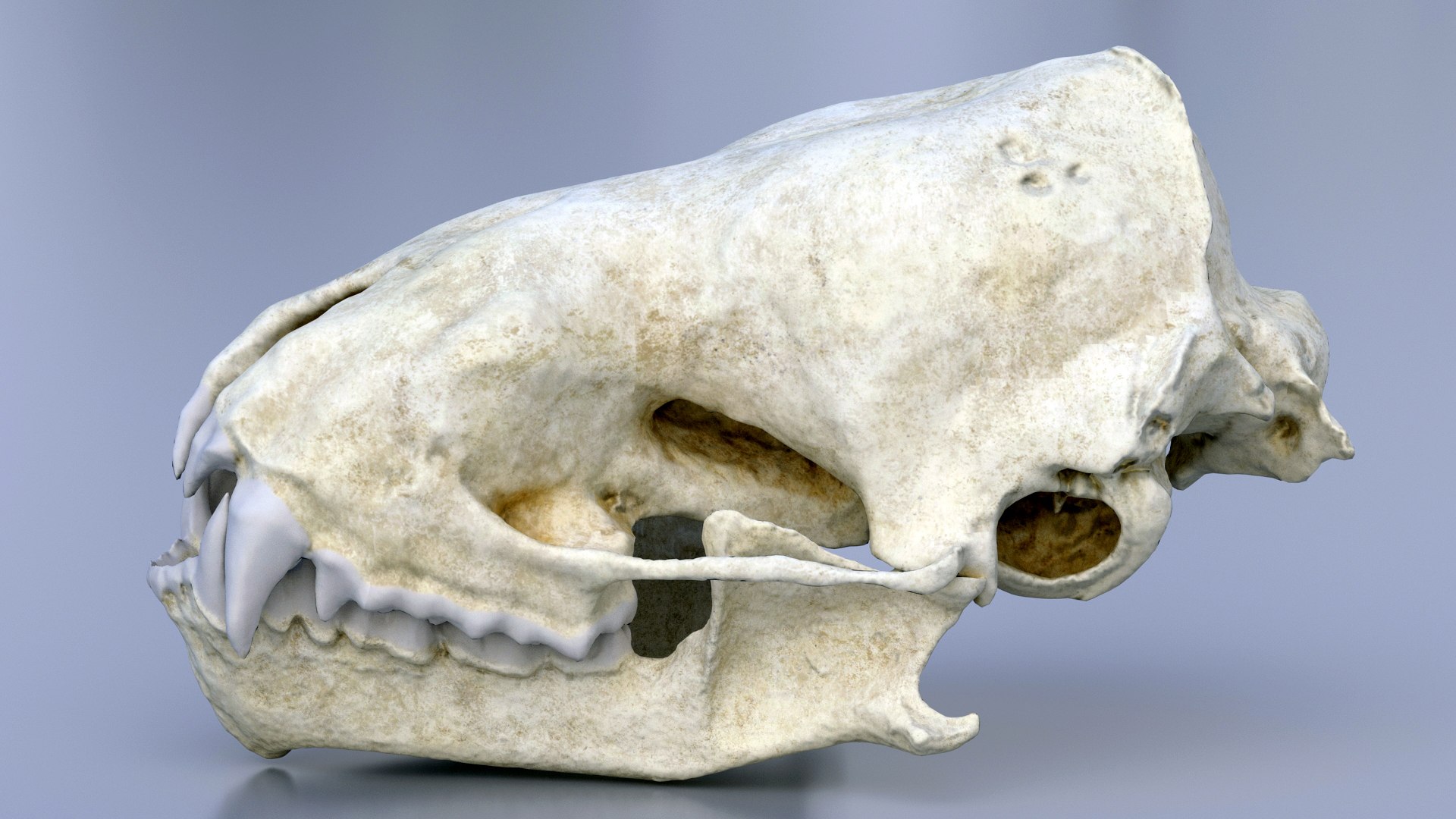 Bat skull 3D model - TurboSquid 2175987