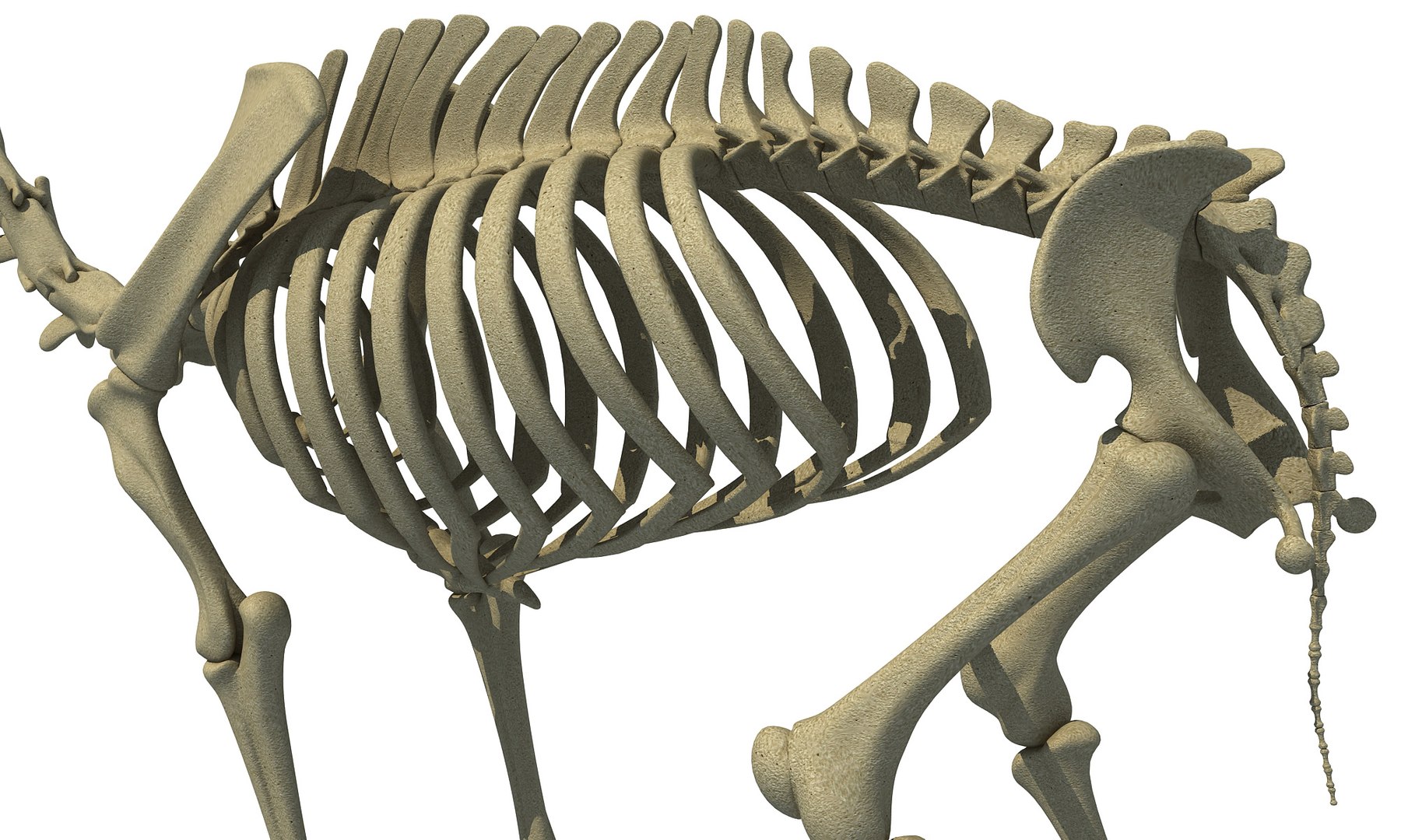 Max Dromedary Arabian Camel Skeleton Animal