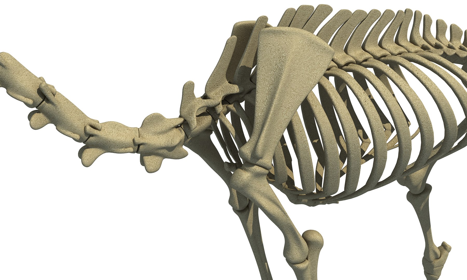 Max Dromedary Arabian Camel Skeleton Animal