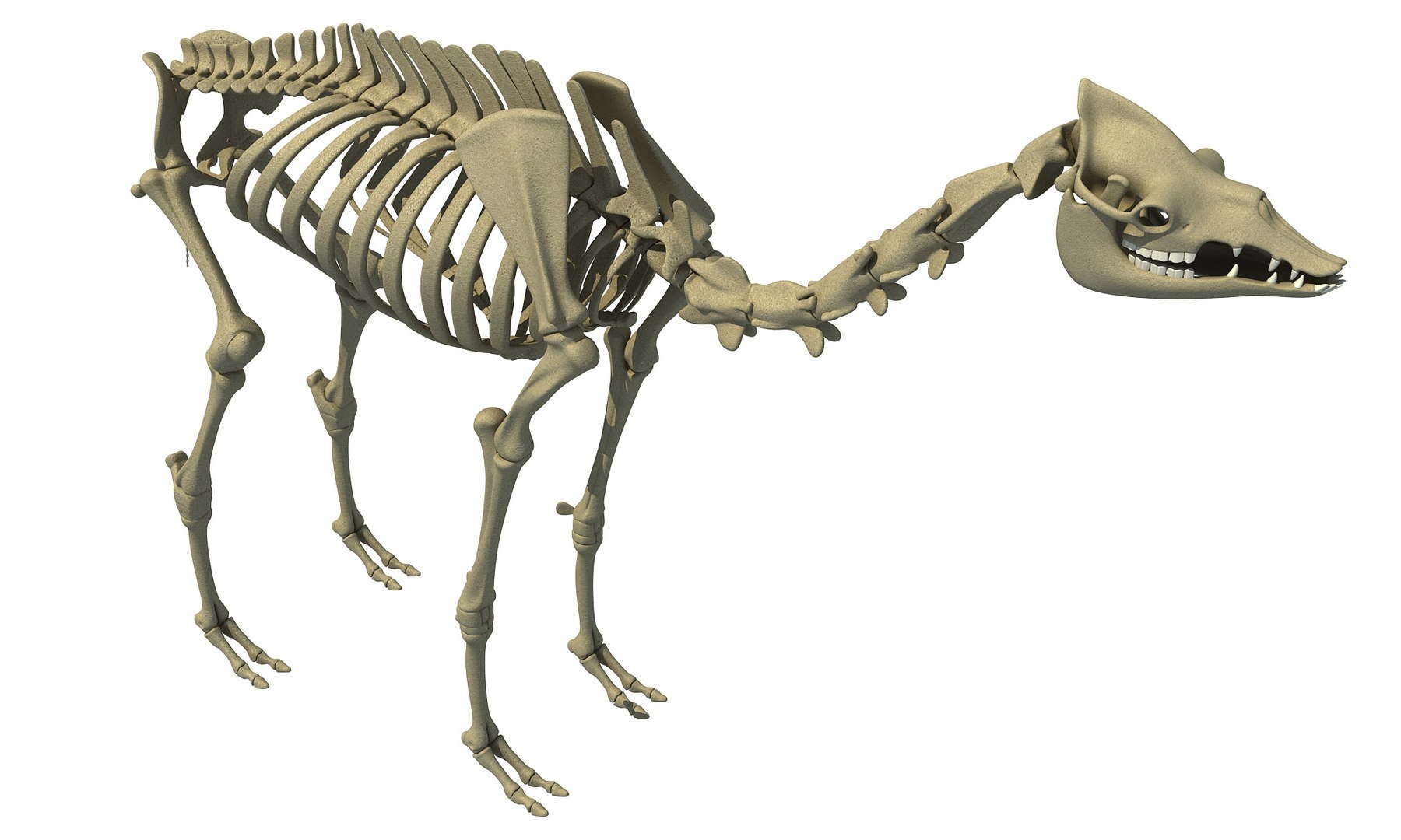 Max Dromedary Arabian Camel Skeleton Animal