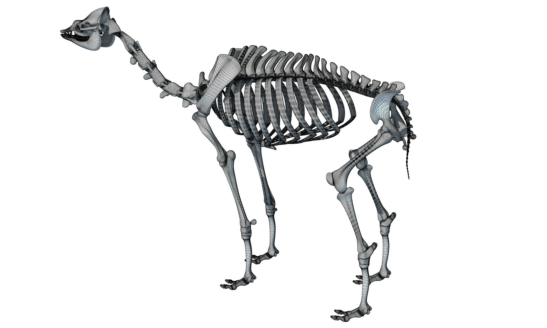 max dromedary arabian camel skeleton animal