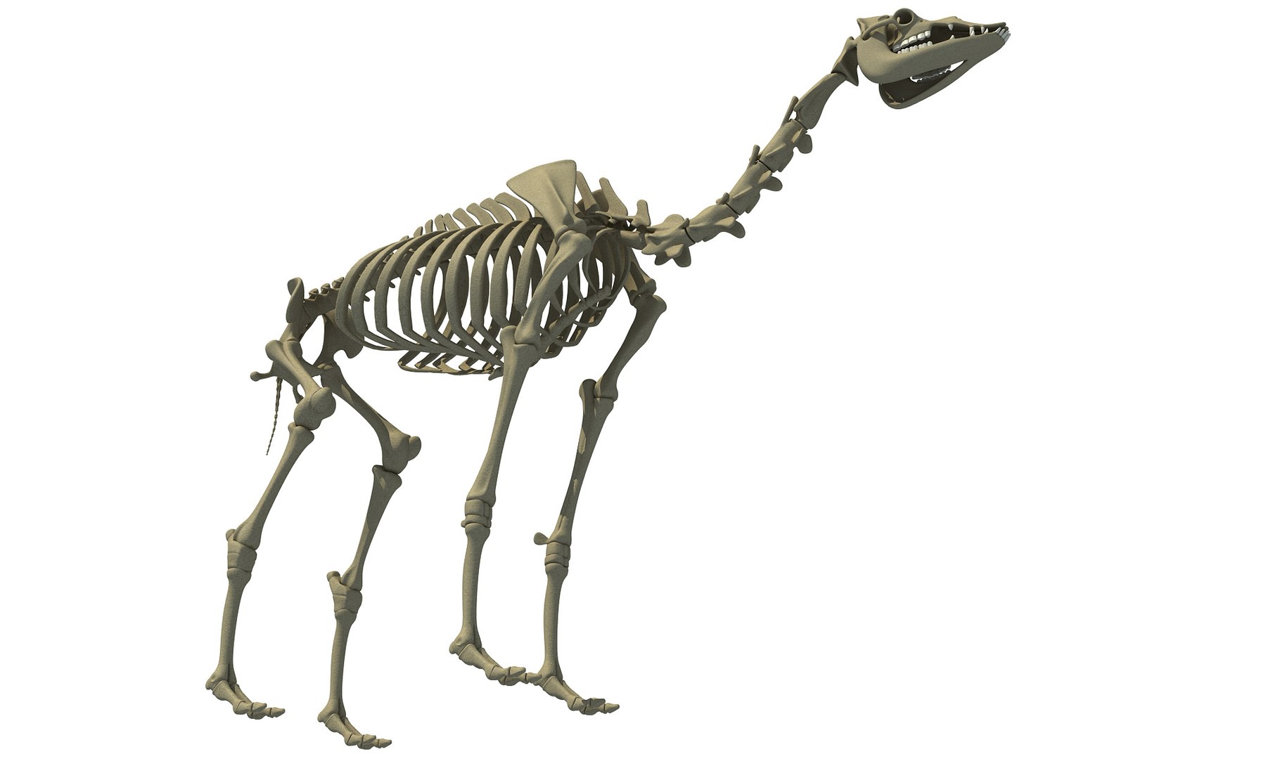Max Dromedary Arabian Camel Skeleton Animal