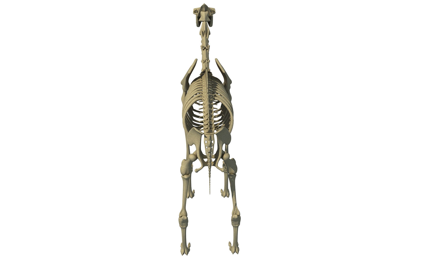 Max Dromedary Arabian Camel Skeleton Animal