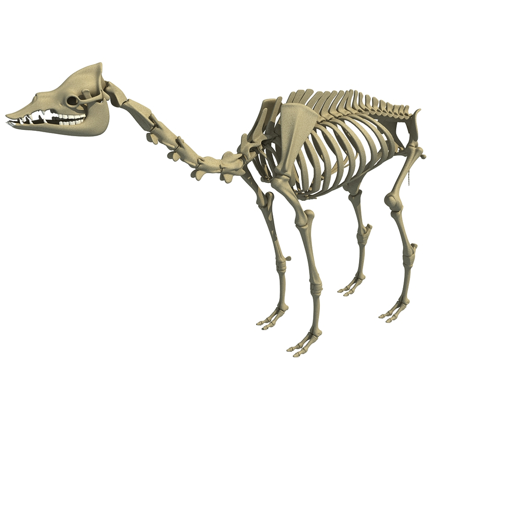 Max Dromedary Arabian Camel Skeleton Animal