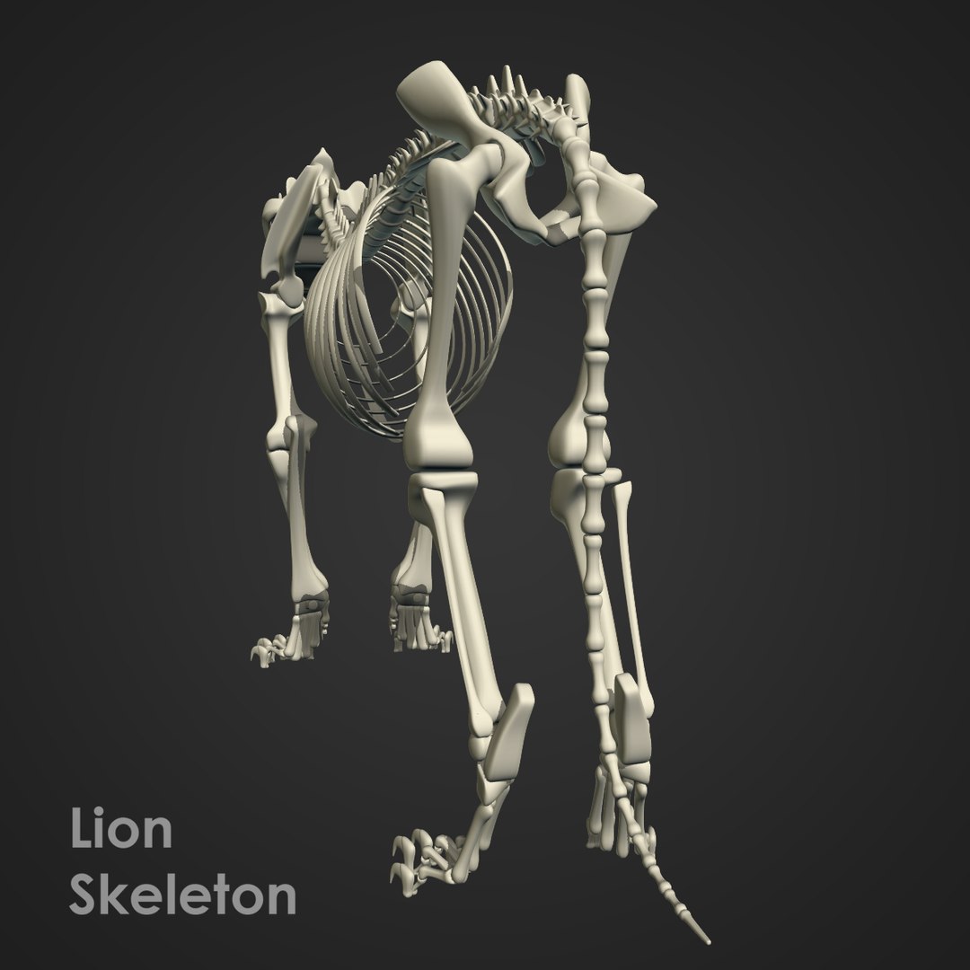 Max Rigged Lion Skeleton Bones