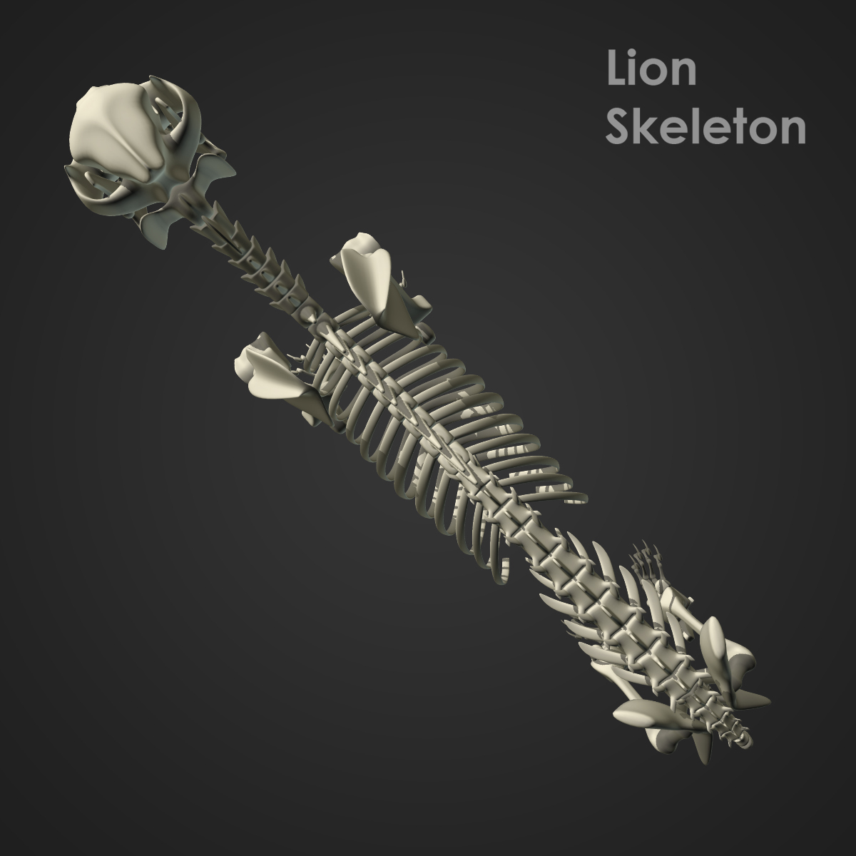 modelo 3d Esqueleto de león (RIG) gratis - TurboSquid 803907
