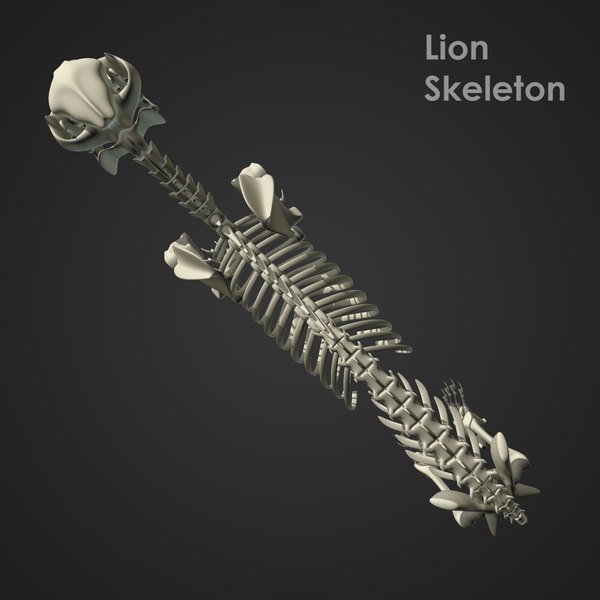 max rigged lion skeleton bones