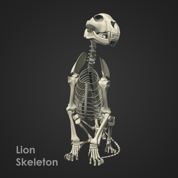 max rigged lion skeleton bones