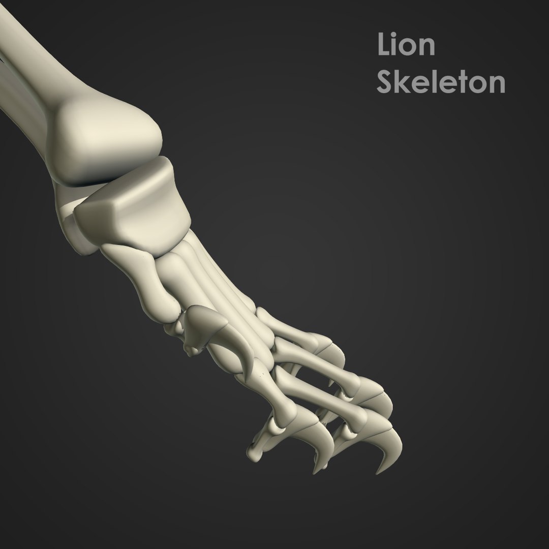 Max Rigged Lion Skeleton Bones