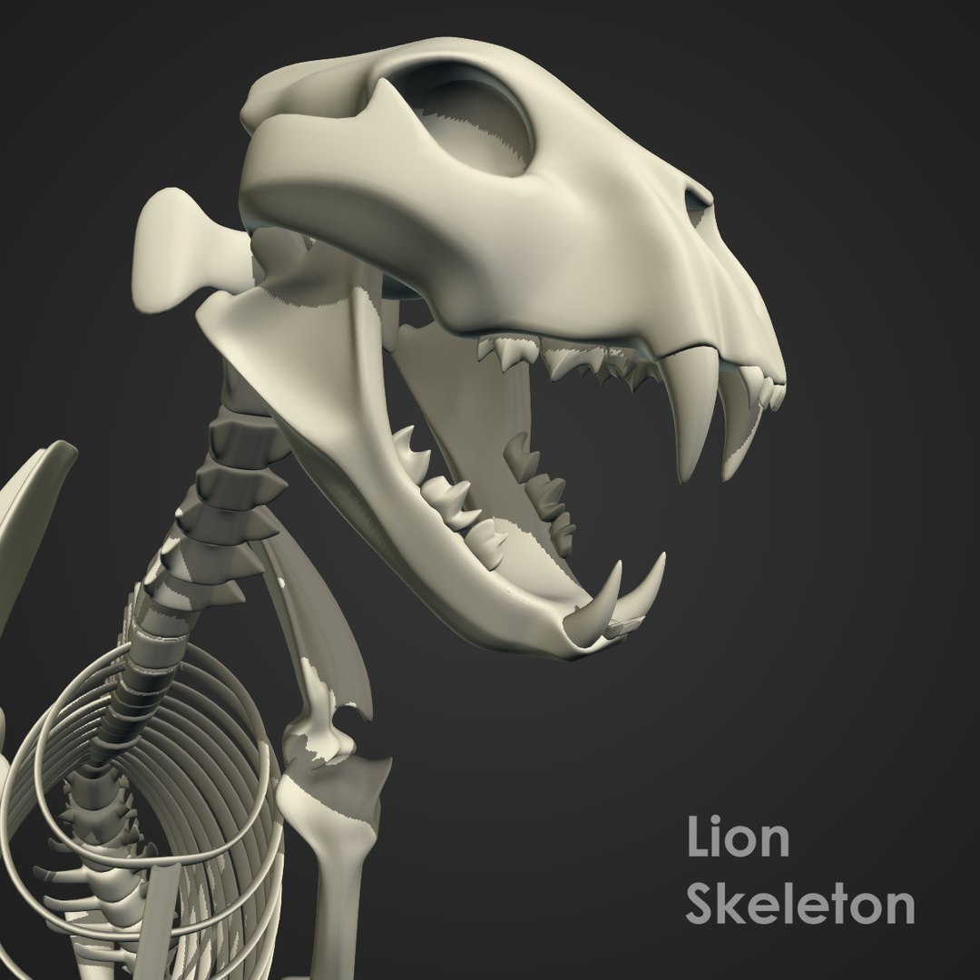 Max Rigged Lion Skeleton Bones