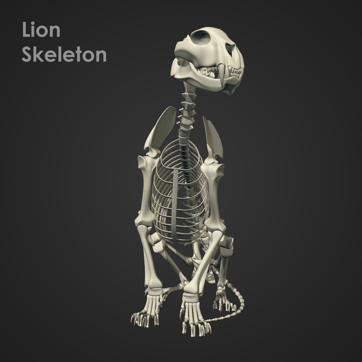 max rigged lion skeleton bones