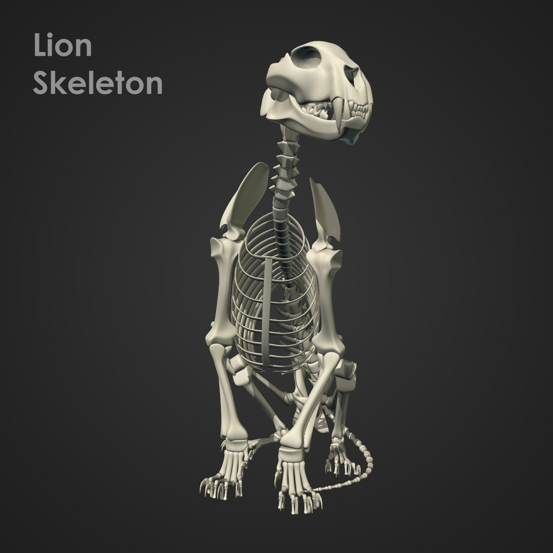 Max Rigged Lion Skeleton Bones